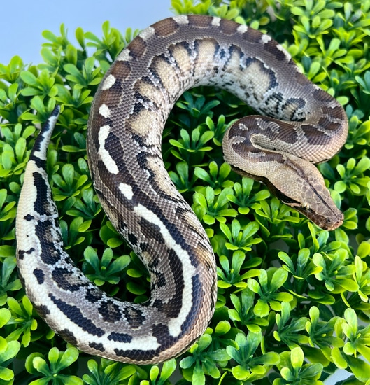 Borneo Short Tail Python Female Borneo Short-Tailed Python by Phoenix ...