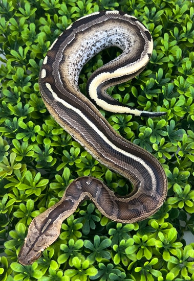 Sideswipe Borneo Short Tail Python Male Borneo Short-Tailed Python by ...