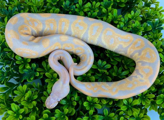 Candino Black Pastel Female Ball Python by Phoenix Reptiles