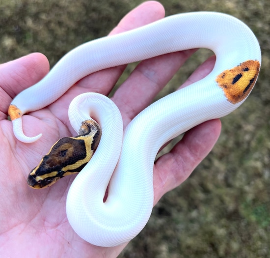 Paradox Fire Pied Male Ball Python by Phoenix Reptiles