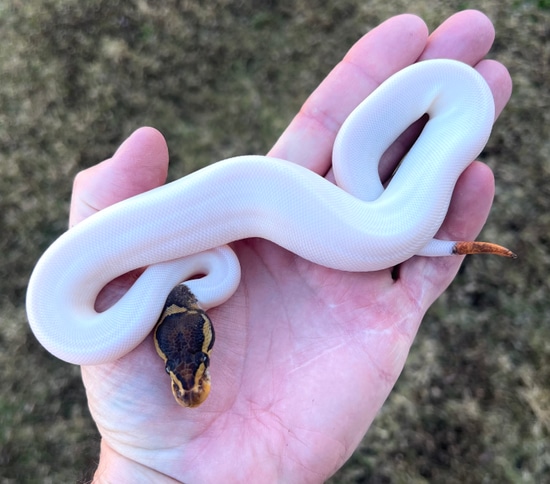 High White Pied Female Ball Python by Phoenix Reptiles