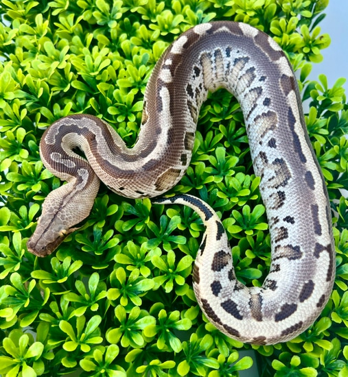 Borneo Short Tail Python Borneo Short-Tailed Python by Phoenix Reptiles