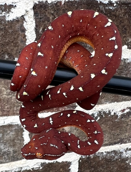 BILS 23.10 "Jeager" X "Clover" Green Tree Python by Phoenix Reptiles