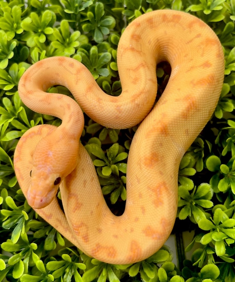 Banana Pinstripe Clown Male Ball Python by Phoenix Reptiles