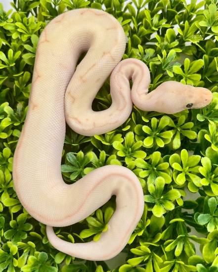 Banana Pastel Lesser Spider Pinstripe Clown Male Ball Python by Phoenix ...