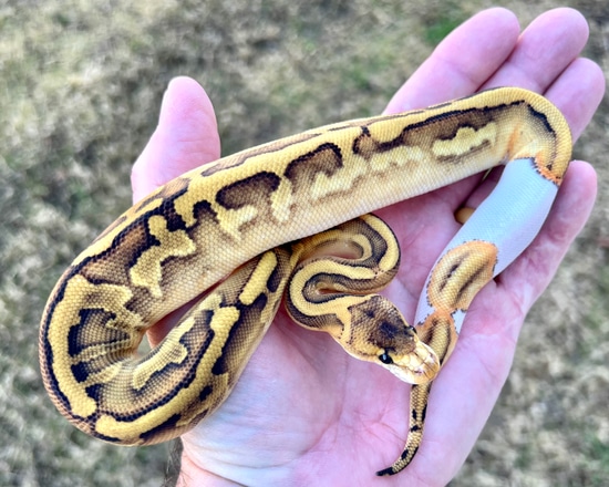 Champagne Enchi Leopard Female Ball Python by Phoenix Reptiles