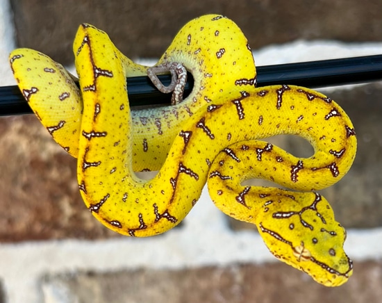 BILS 23.02 Designer Blaze Yellow Green Tree Python by Phoenix Reptiles
