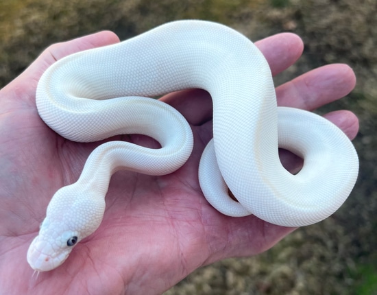 Russo Lesser Blue Eyed Lucy BEL Female Ball Python by Phoenix Reptiles