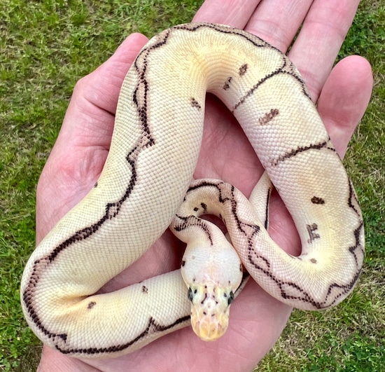 Pastel Spider Clown Female Ball Python by Phoenix Reptiles