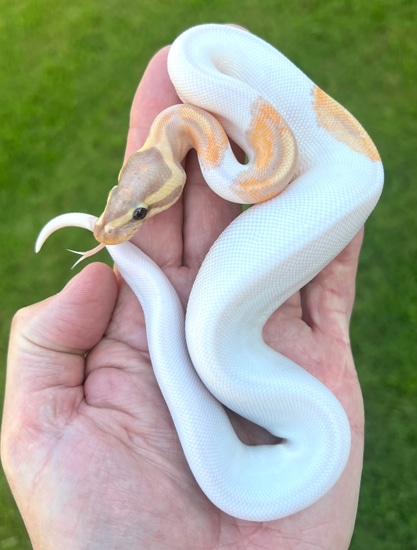 Banana Pied Male (High White) Ball Python by Phoenix Reptiles