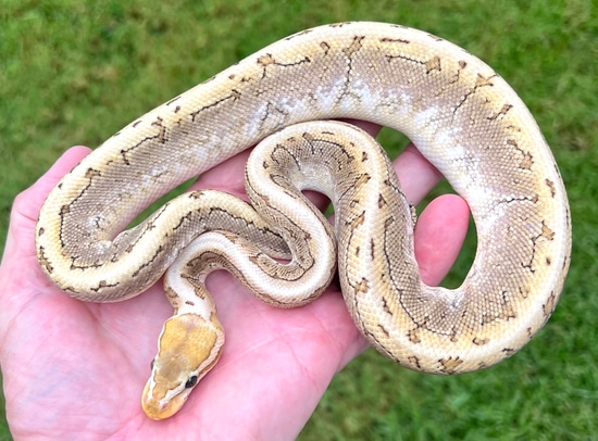 Bamboo Pastel Pinstripe Female Ball Python by Phoenix Reptiles