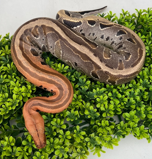 Ocelot Female Borneo Short-Tailed Python by Phoenix Reptiles