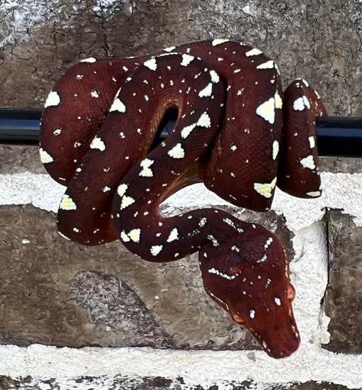 Blue Line X Kofiau Designer Neonate Green Tree Python by Phoenix Reptiles