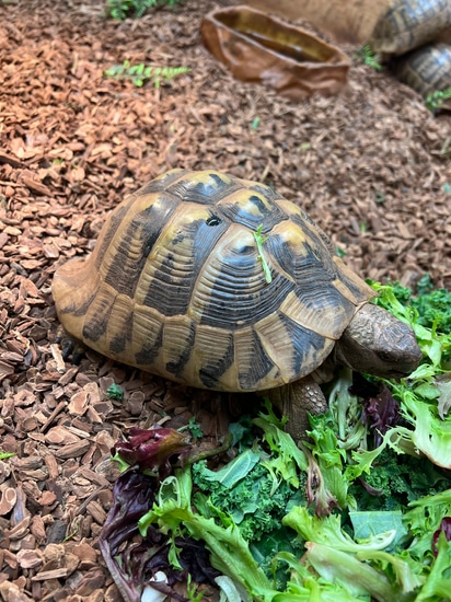 Hermann's Tortoise Adult Male by Billy Weavs Reptiles
