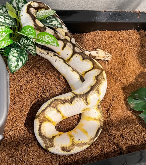 Calibee Ball Python by William’s Ball Pythons