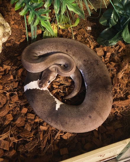 Urban Camo Ball Python by 283 Exotics