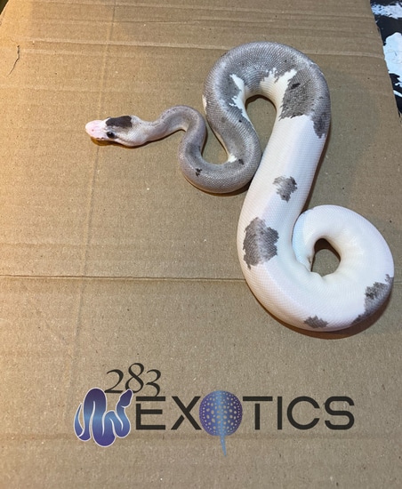 Urban Camo Ball Python by 283 Exotics