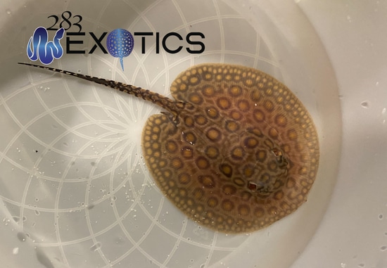 Mini Marble Stingray by 283 Exotics