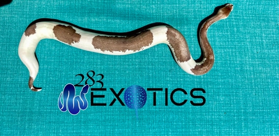 Urban Camo Ball Python by 283 Exotics