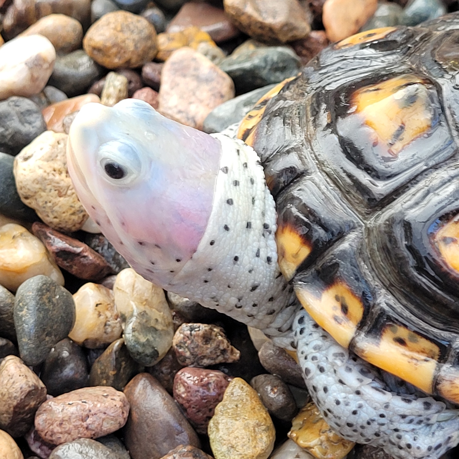 Ornate Diamondback Terrapin Box Turtles & Terrapin by Palo Blanco ...