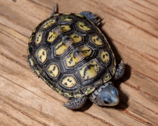 2022 CB Ornate Diamondback Terrapin Box Turtle by Palo Blanco Reptiles