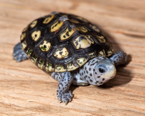 2022 CB Ornate Diamondback Terrapin Box Turtle by Palo Blanco Reptiles
