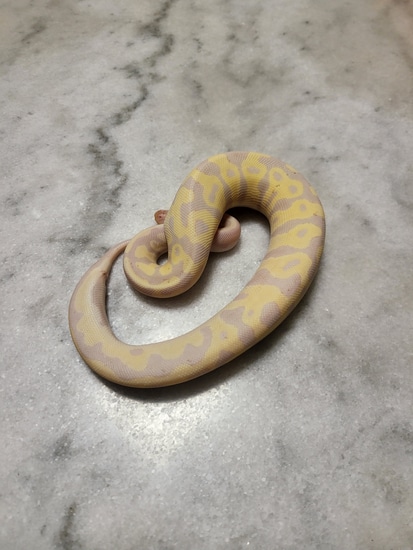 Banana (Possible Super Banana) Leopard 100% Het Dg 50% Vpi Axanthic ...