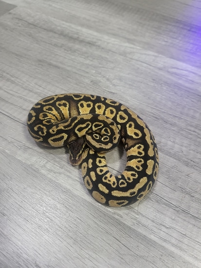 Pastel Hurricane 50% Het Desert Ghost Ball Python by Morph Tech Pythons