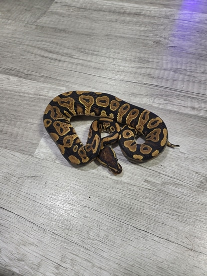 Normal 66% Het Desert Ghost 66% Het Vpi Axanthic Ball Python by Morph Tech Pythons