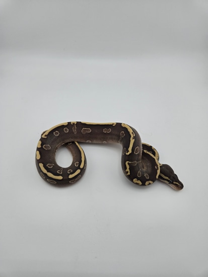 Ghi Mojave 50% Het Desert Ghost Ball Python by Morph Tech Pythons