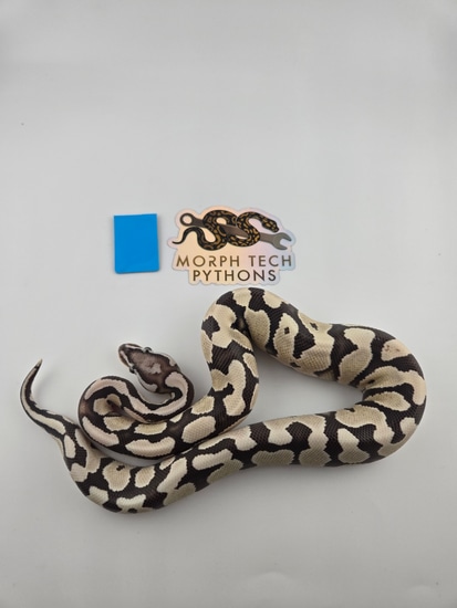 Fire Desert Ghost 66% Het VPI Axanthic Ball Python by Morph Tech Pythons