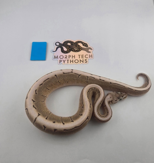 Pinstripe Spider Desert Ghost 100% Het VPI Axanthic Ball Python by Morph Tech Pythons
