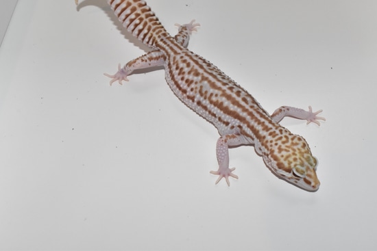 Super Snow Radar Leopard Gecko by BI-Geckos