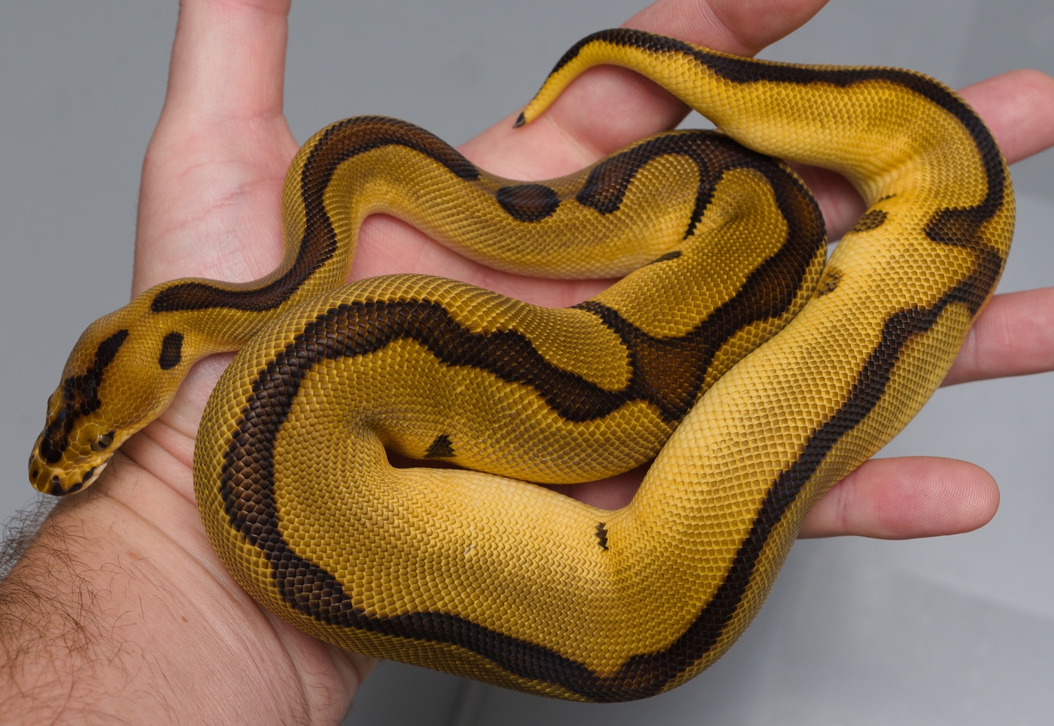 Leopard Enchi Clown Ball Python by Biological Canvas - MorphMarket