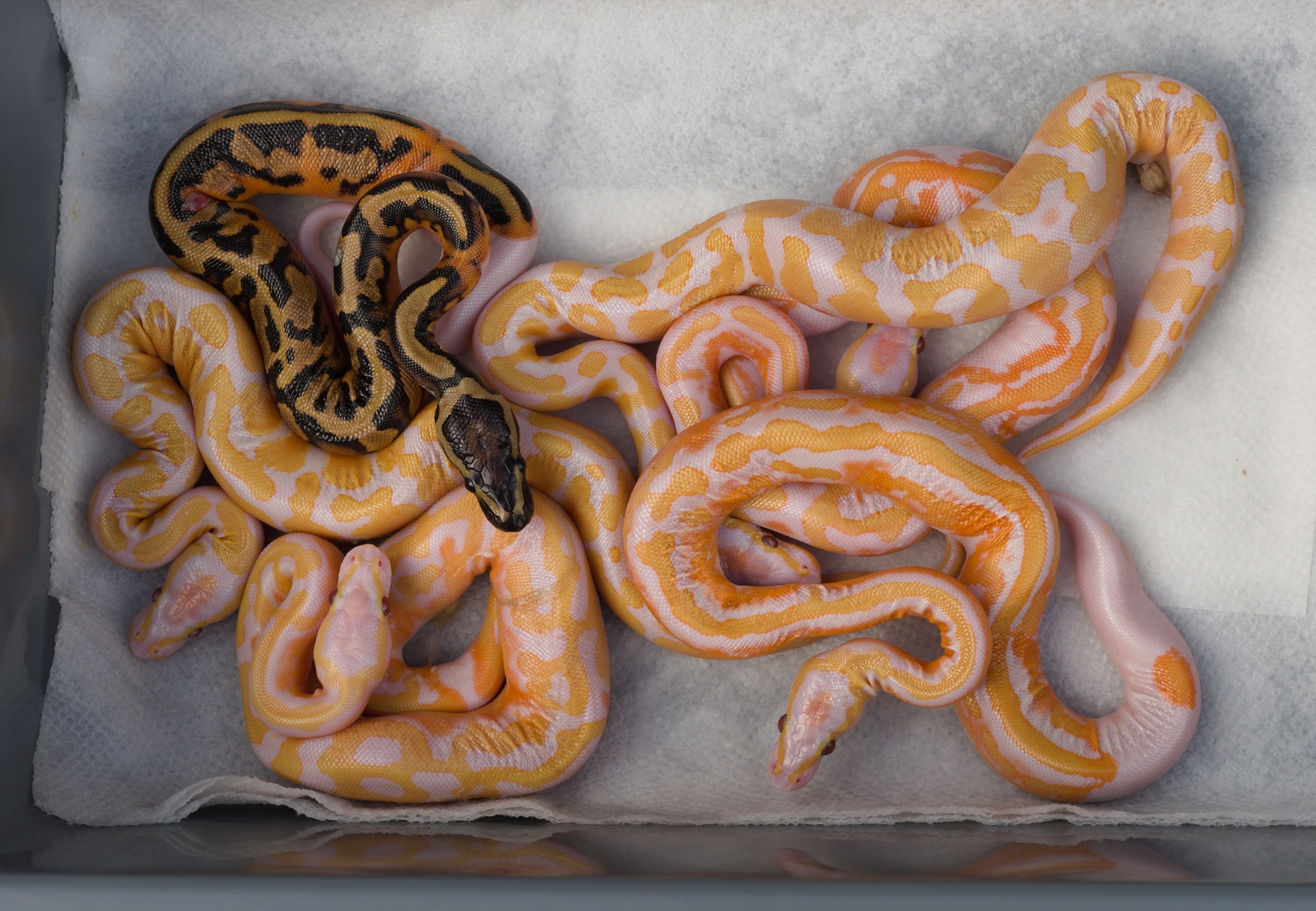 Ball Python Clutch: 2022-C4 by Biological Canvas - MorphMarket