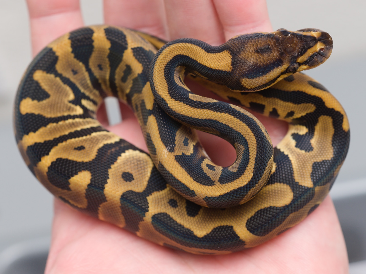 Leopard Dbl. Het Ultramel/Clown Ball Python by Biological Canvas ...