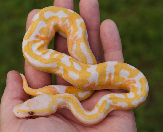 Confusion? BlackHead? Dreamsicle Ball Python by Biological Canvas ...