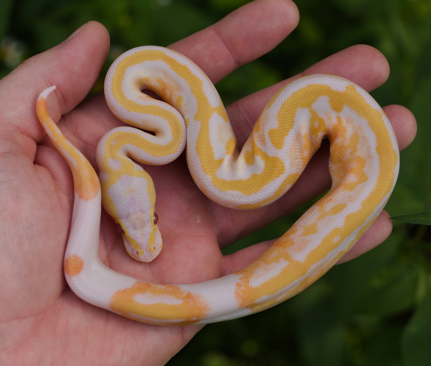 Killer (Super Pastel) Dreamsicle Ball Python by Biological Canvas ...