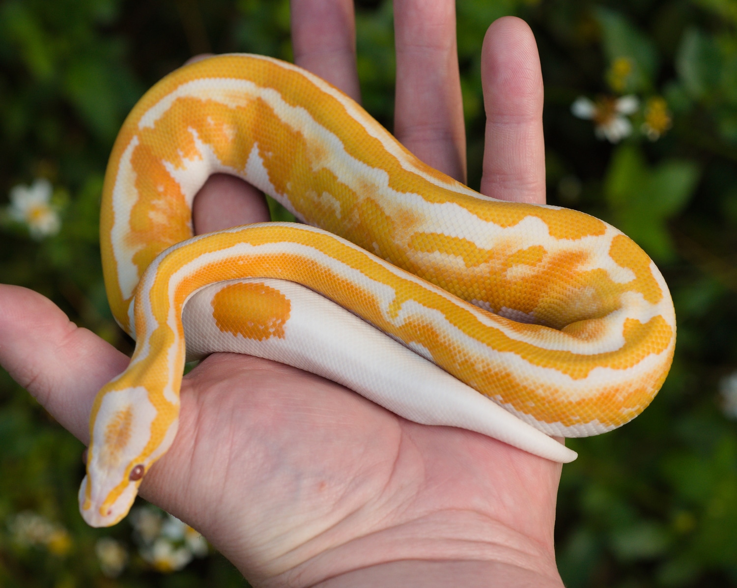 BlackHead YB Dreamsicle Ball Python by Biological Canvas - MorphMarket