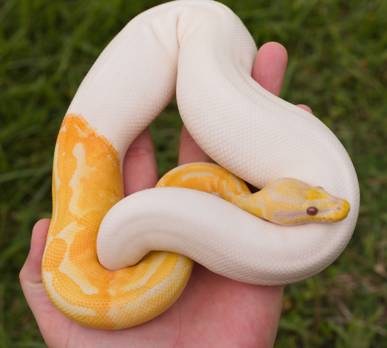 **Sale $400 Off** Pastel Dreamsicle Male 540g Ball Python by Biological ...