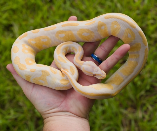 Black Head Lavender Het Pied Ball Python by Biological Canvas