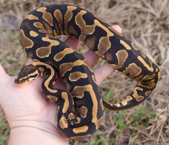 YB 100% Het Pied 100% Het Ultramel Ball Python by Biological Canvas