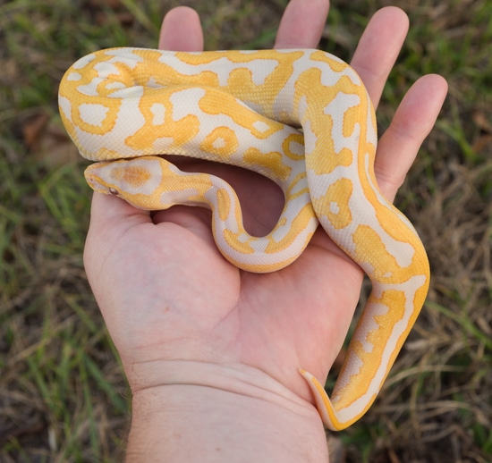 YB Lav Het Pied (Probable Confusion) Ball Python by Biological Canvas