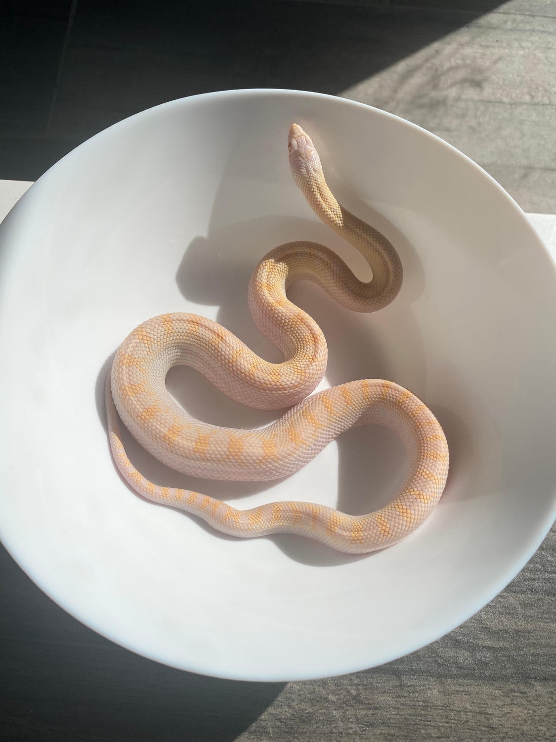 Snow- Trumbower Hypo, White Sided- Axanthic Ballum Bullsnake by ...