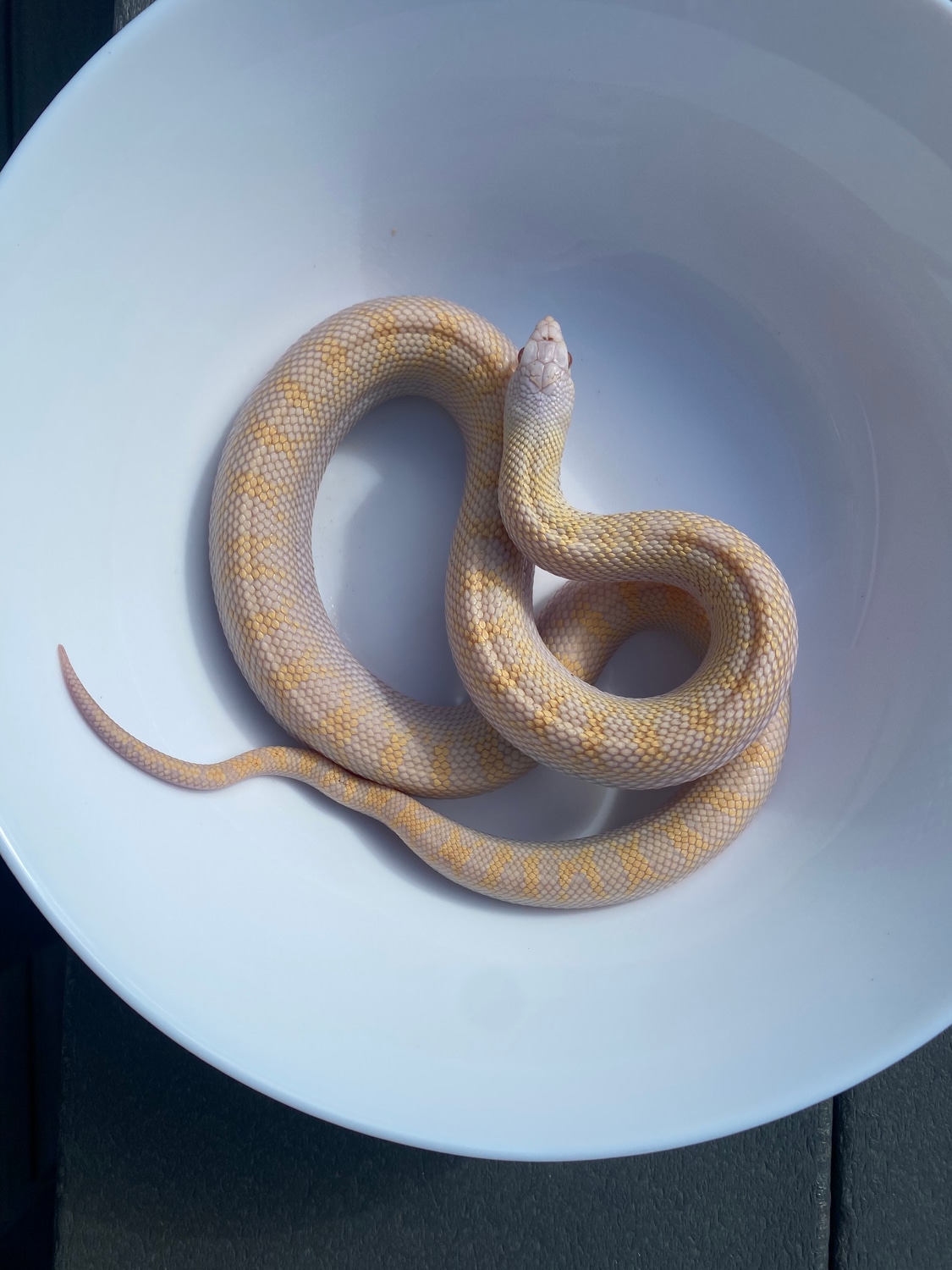 Albino White Sided Snow—lavender Bullsnake by ...