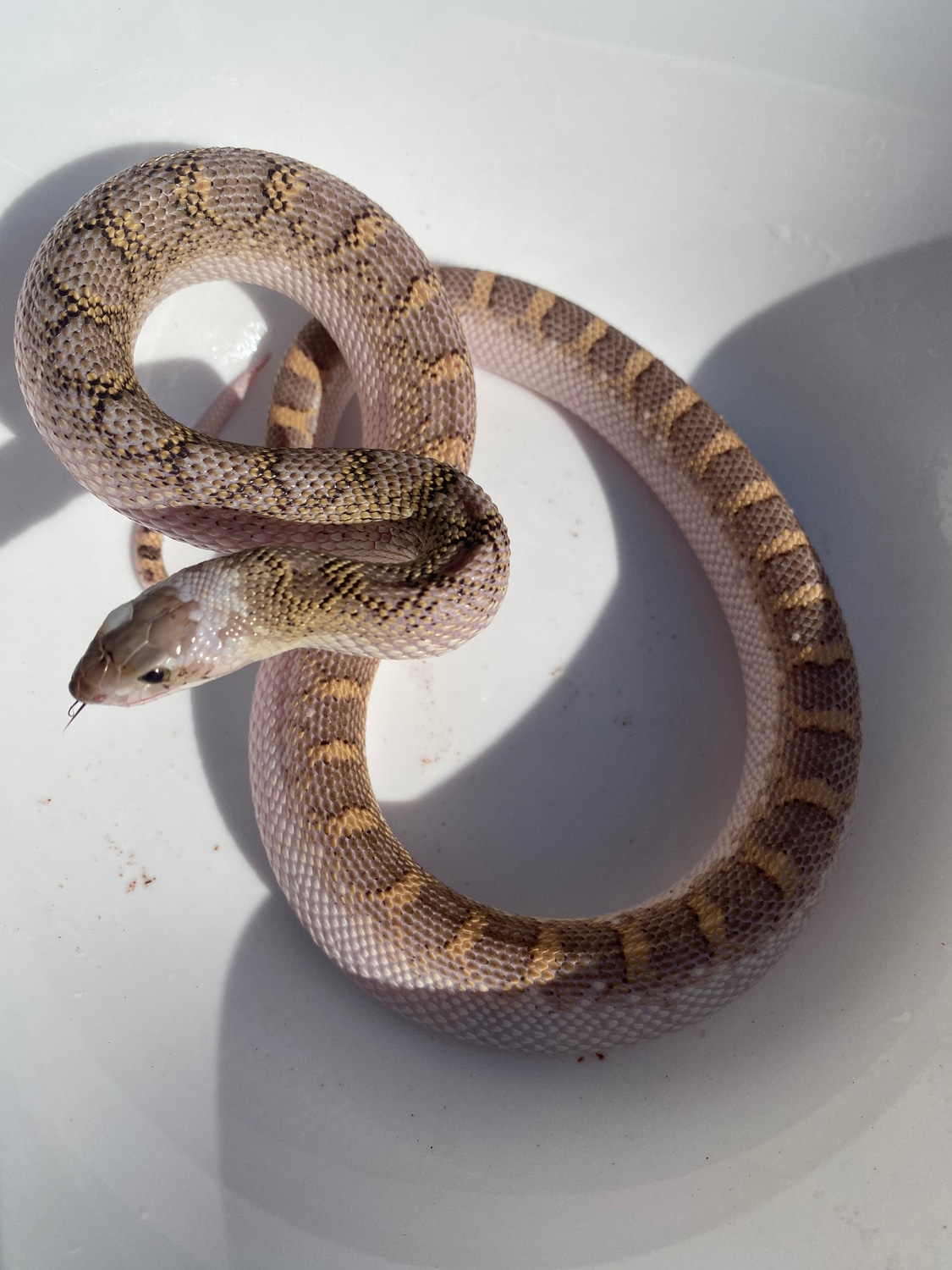 Trumbower Hypo, Possible Het Ballum Axanthic, Possible Het Hypo ...