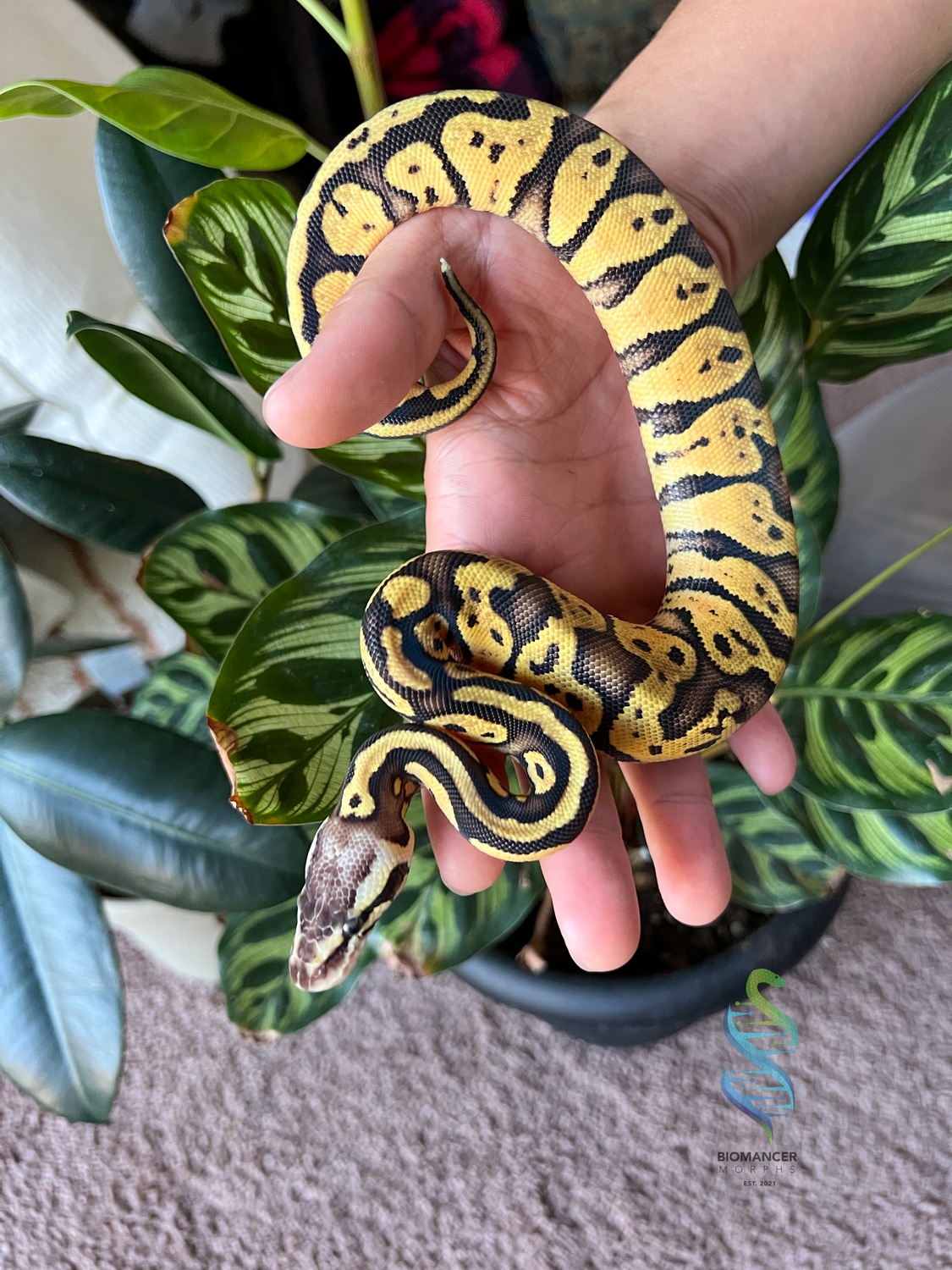 Pastel Gravel/Yellowbelly Pos Fire Ball Python by Biomancer Morphs ...