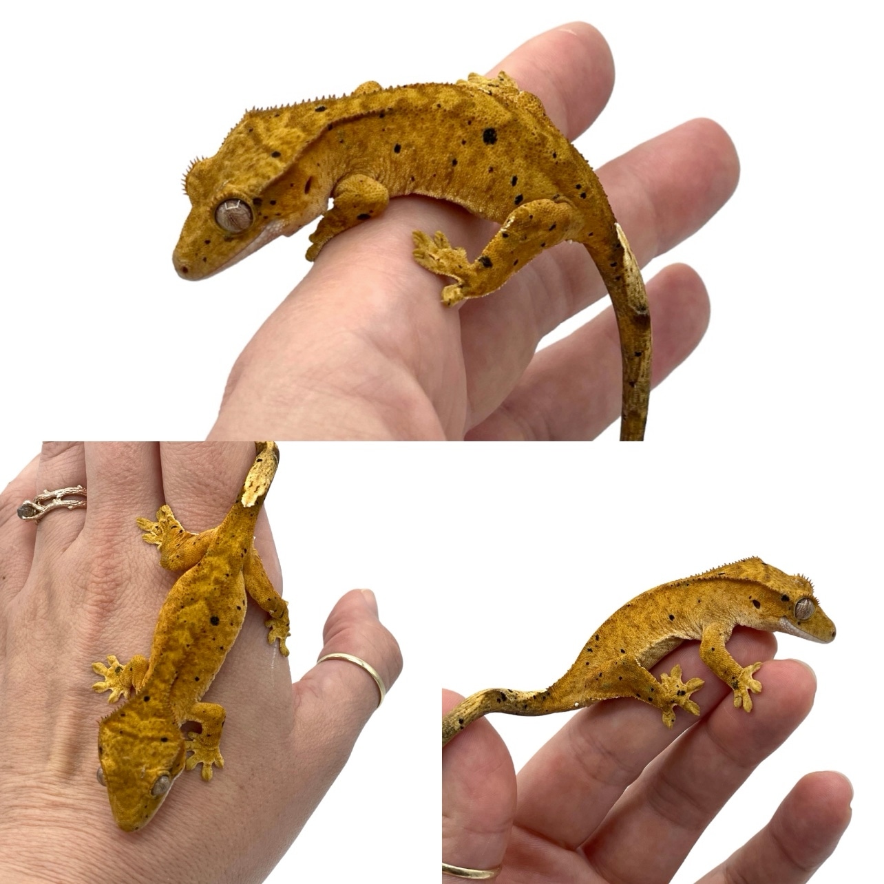 Yellow Dalmatian Brindle Crested Gecko by BiomesandBotanicals - MorphMarket