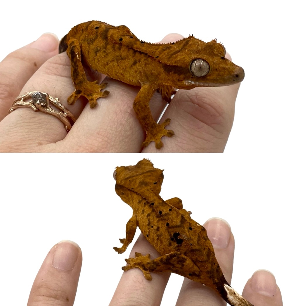 Brindle Dalmatian Crested Gecko by BiomesandBotanicals - MorphMarket