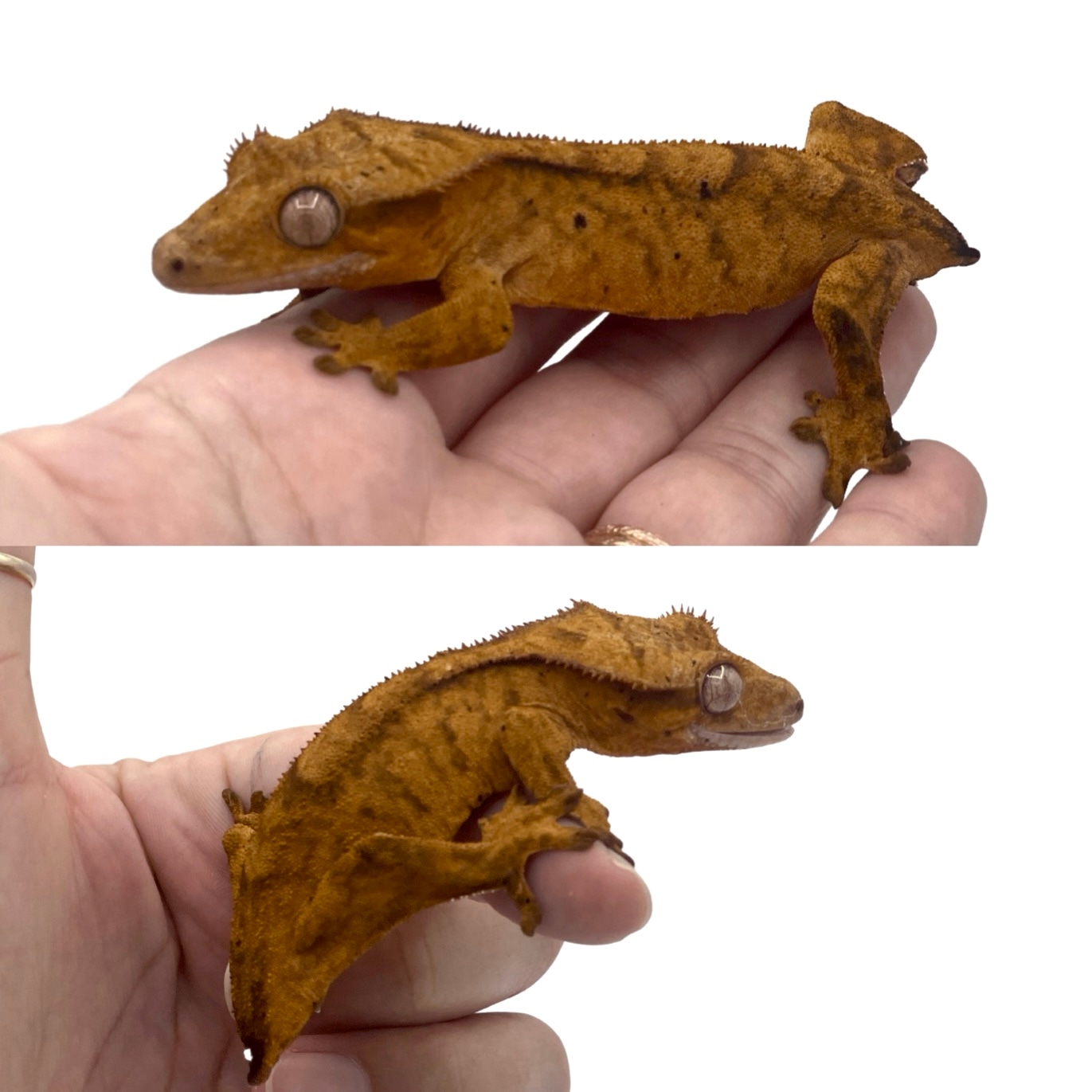 Yellow Brindle Crested Gecko by BiomesandBotanicals - MorphMarket